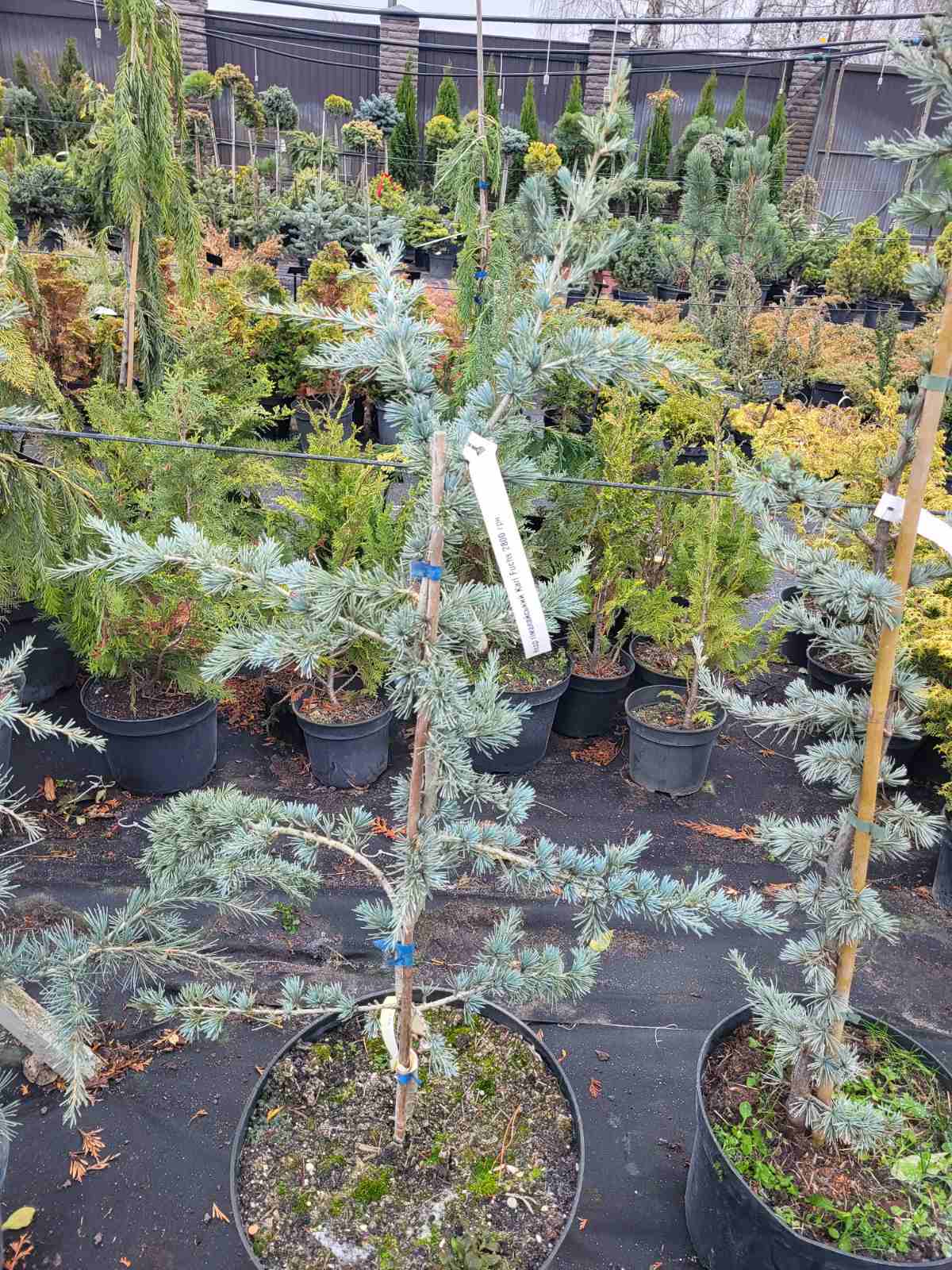 Кедр гималайский "Karl Fuchs" (Карл Фукс) Саджанці з розсадника КиївСад